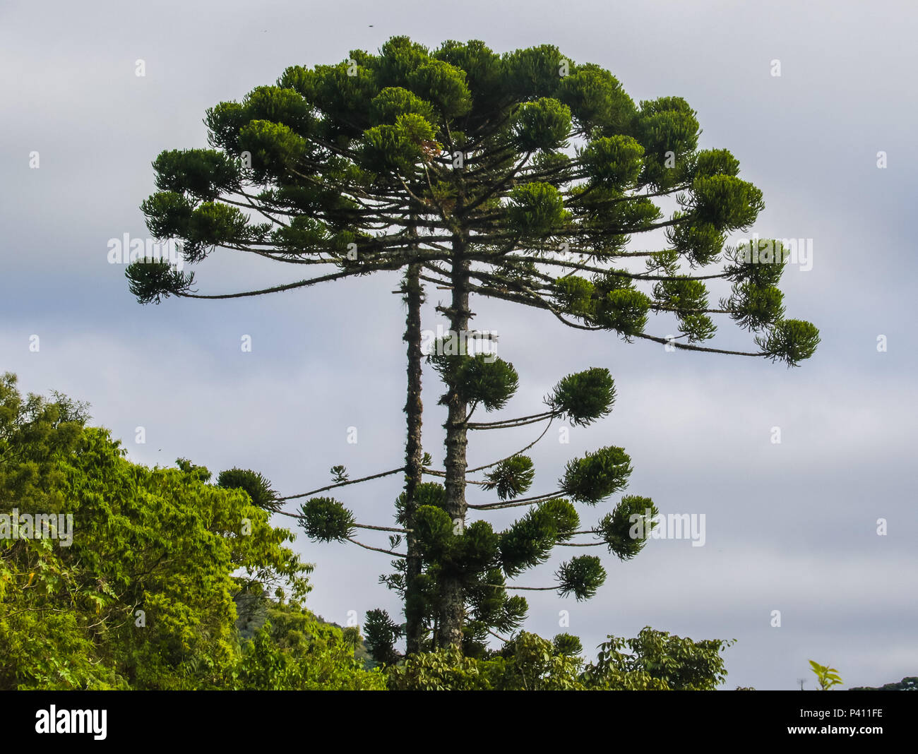 Pinheiro do parana pinheiro brasileiro araucaria parana hi-res stock ...