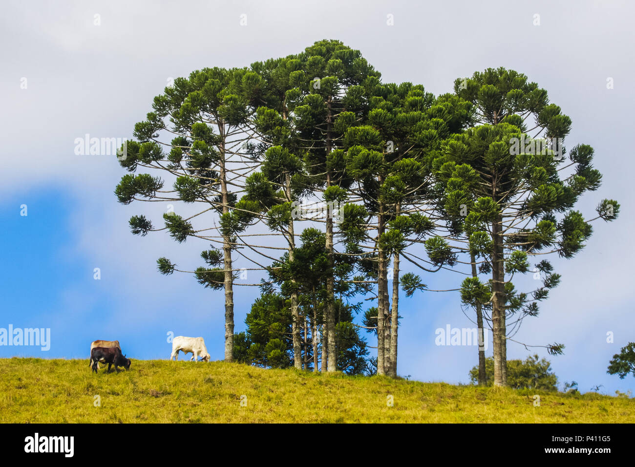 Pinheiro do parana pinheiro brasileiro araucaria parana hi-res stock ...