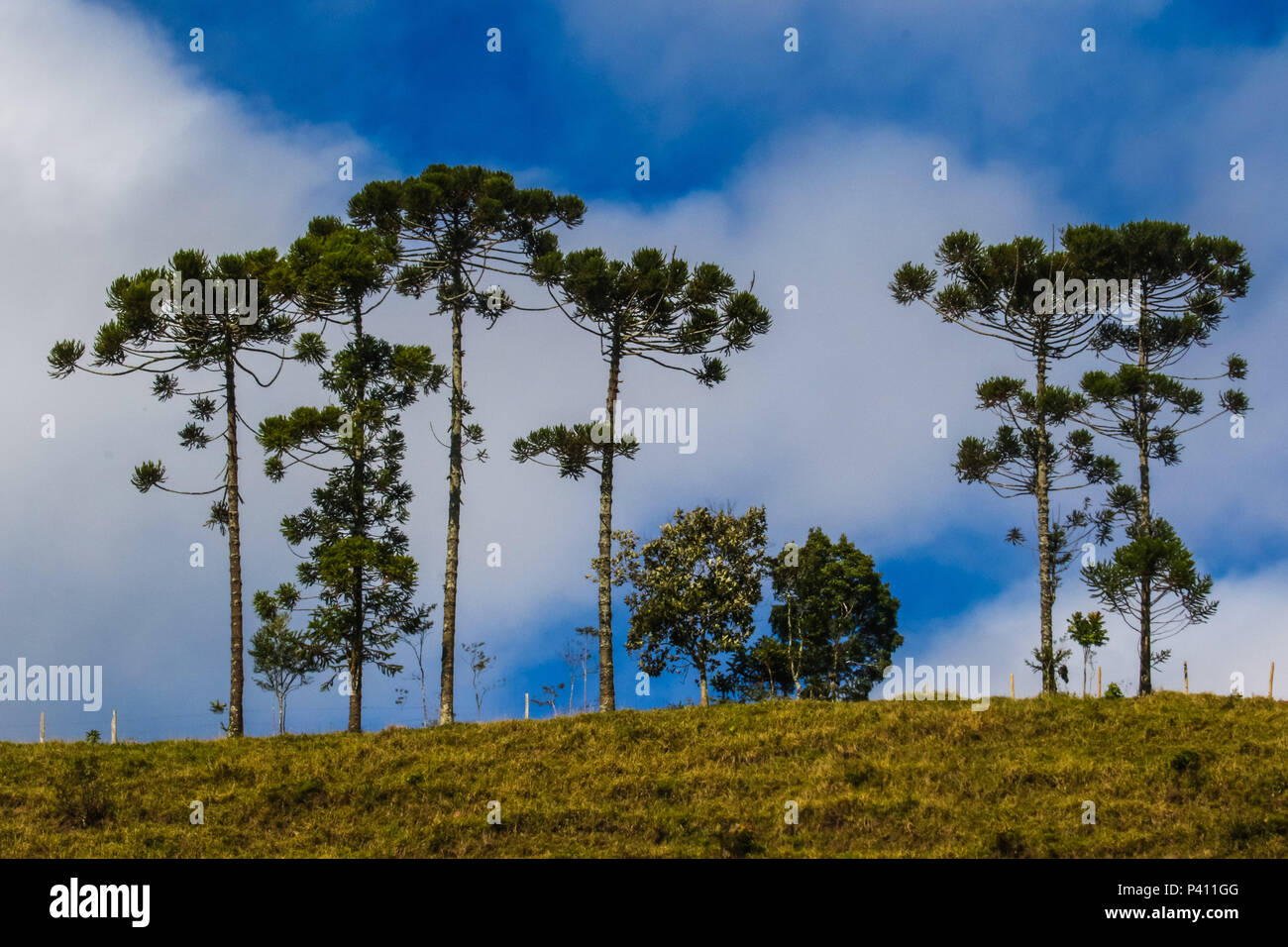Pinheiro do parana pinheiro brasileiro araucaria parana hi-res stock ...