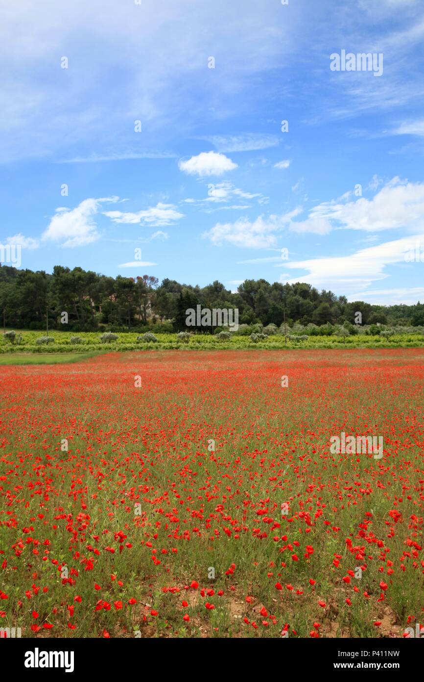 Coquelicot papaver rhoeas hi-res stock photography and images - Alamy