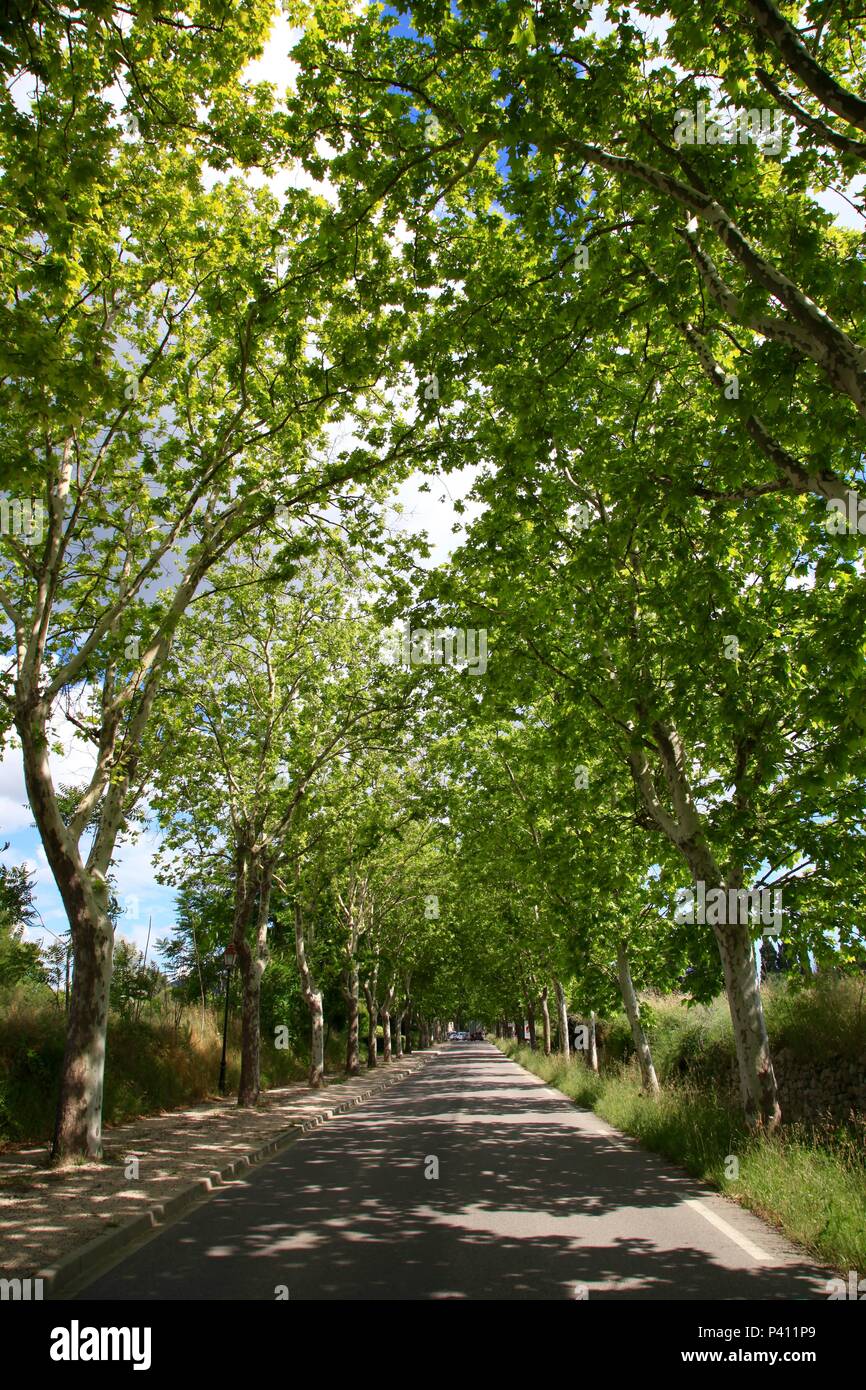 Plane trees provence hi-res stock photography and images - Alamy