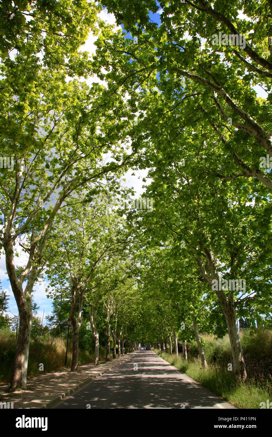 Plane trees provence hi-res stock photography and images - Alamy