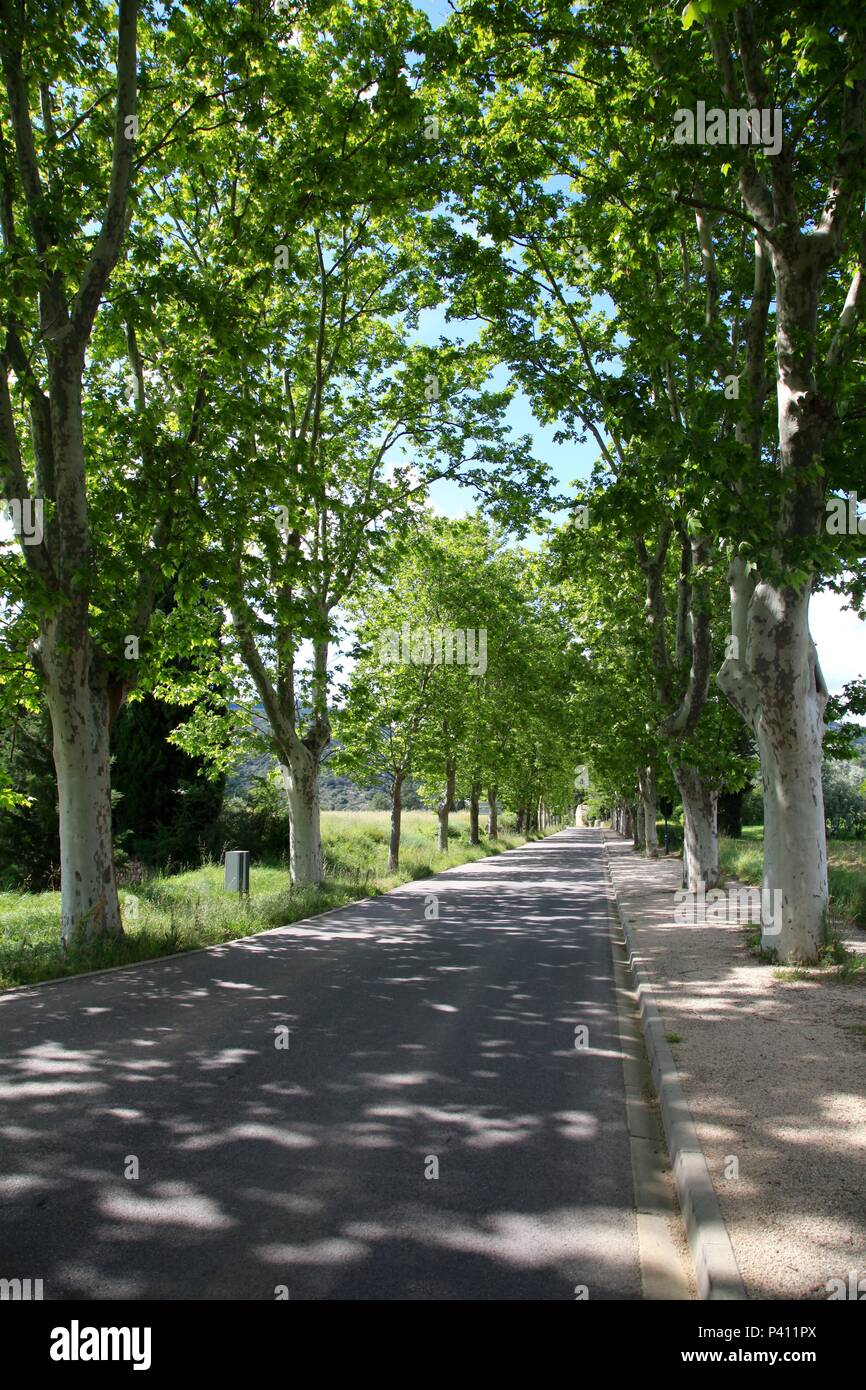 Plane Trees Provence High Resolution Stock Photography and Images - Alamy