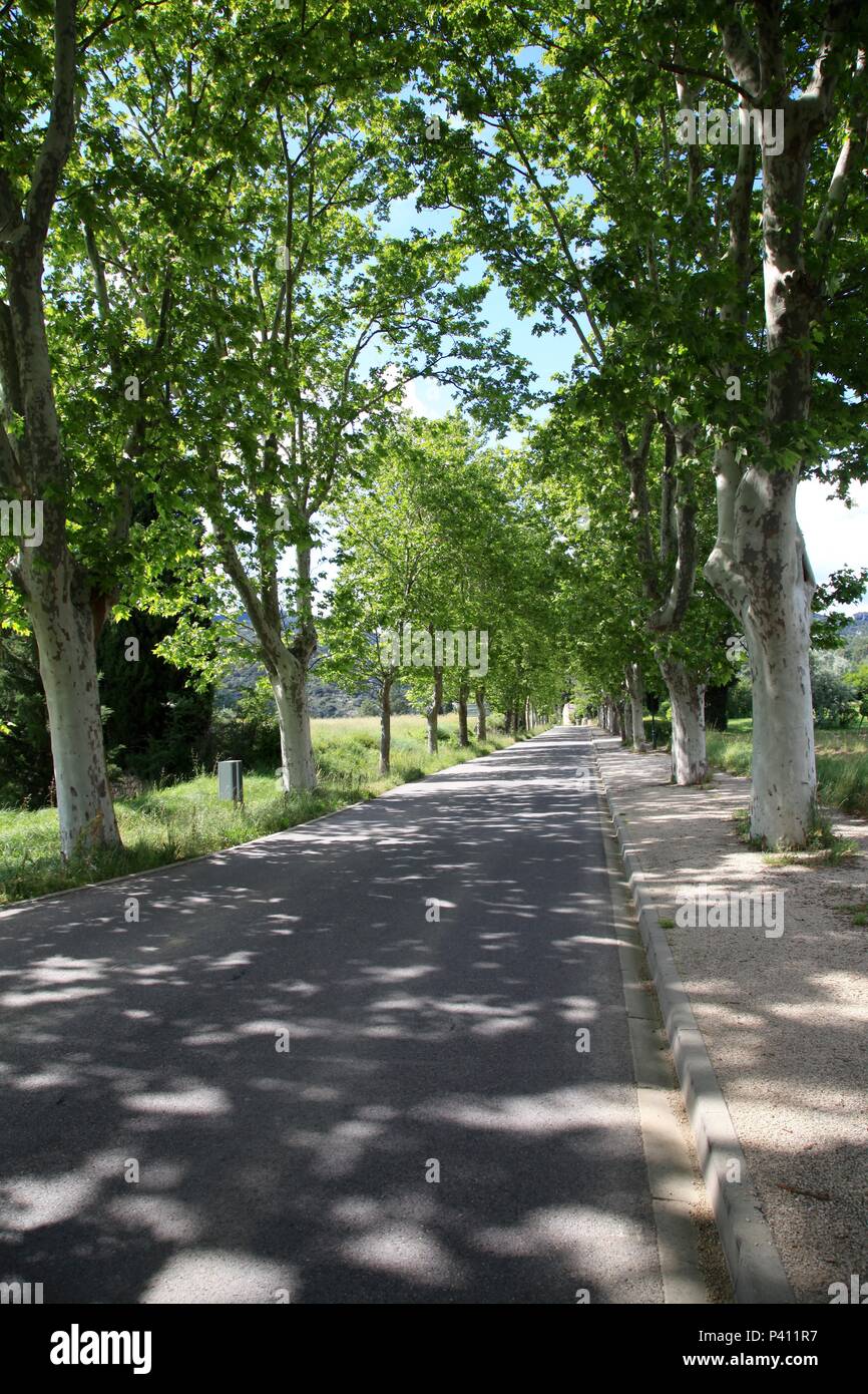 Plane trees provence hi-res stock photography and images - Alamy
