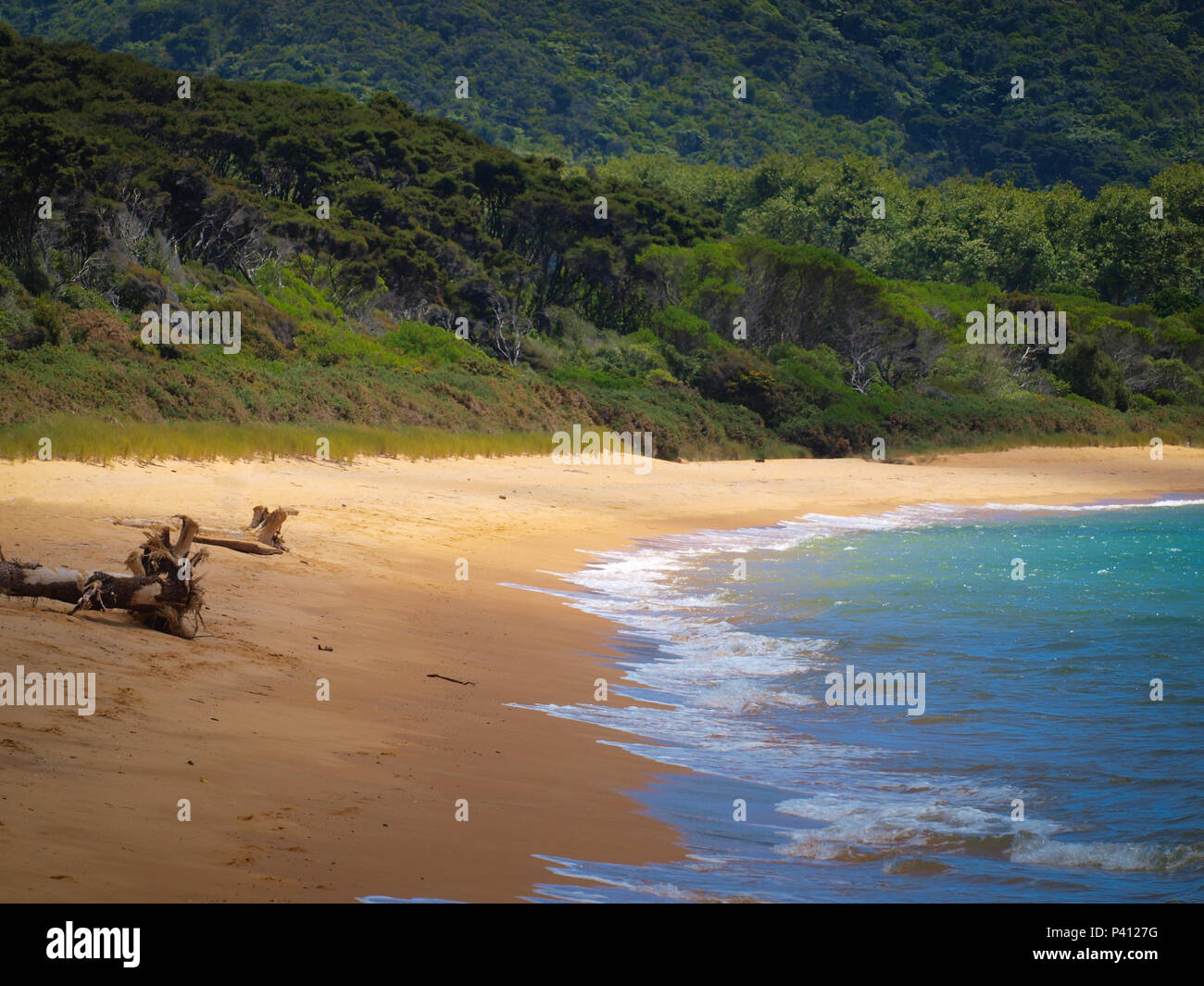 Wild secluded Totaranui Beach in Abel Tasman National Park Stock Photo ...