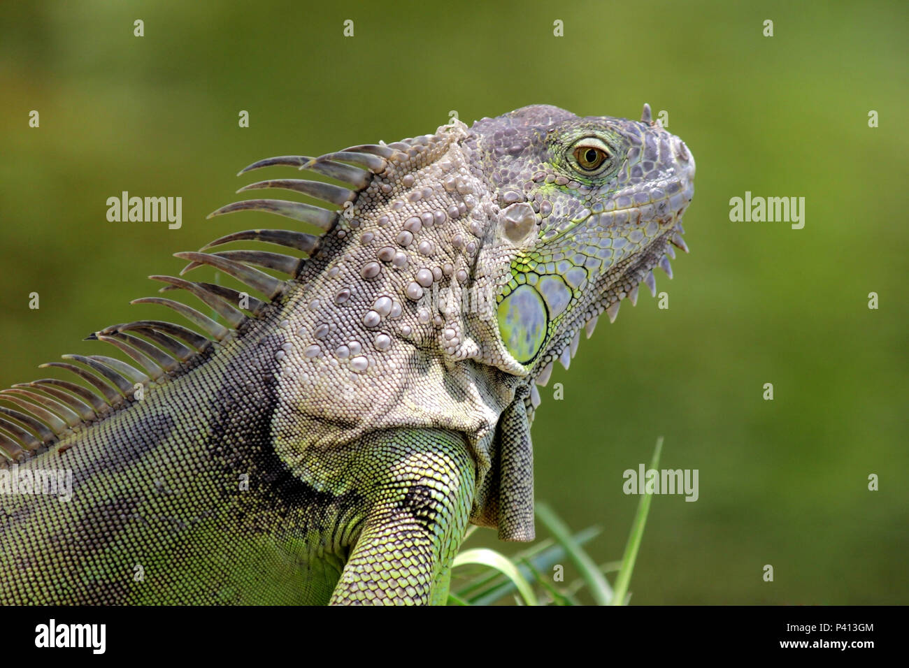Green iguana tail hi-res stock photography and images - Alamy