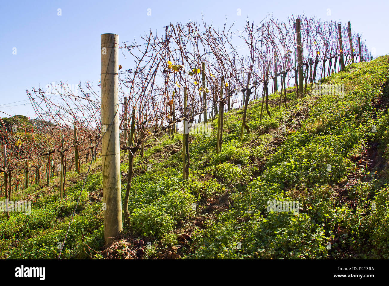Parreira Videira Trepadeira Vinha Plantação de Uva Vinícola Vinícola ...