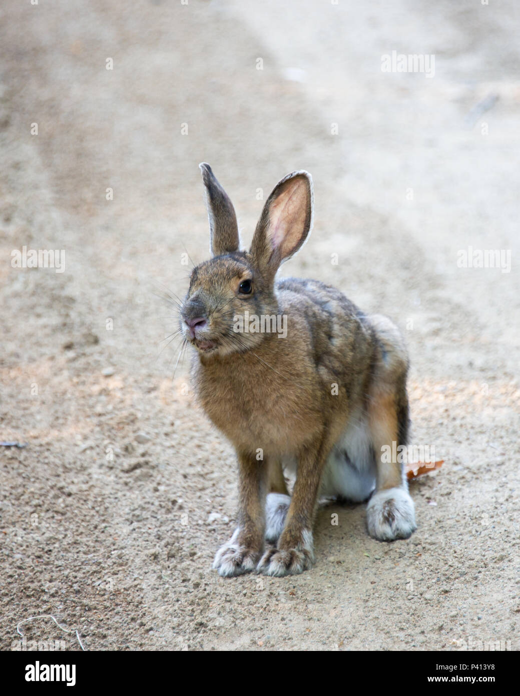 Snowshoe rabbit hi-res stock photography and images - Alamy