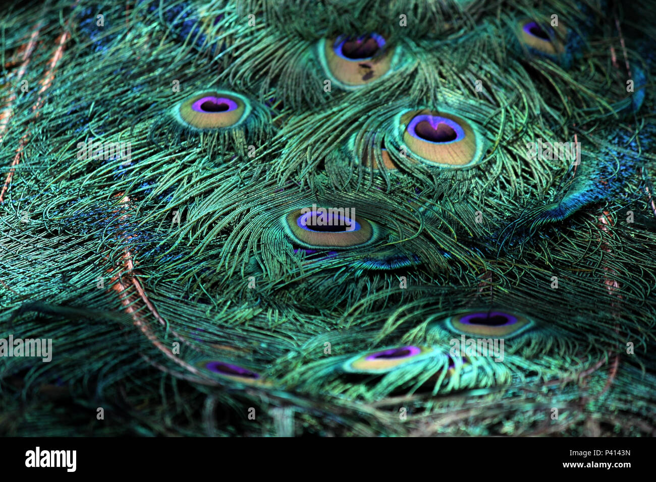 beautiful natural decorative pattern of peacock feather Stock Photo - Alamy