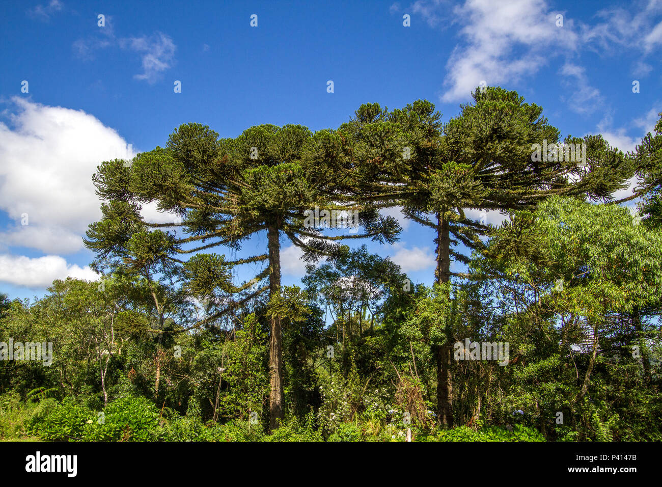 Pinheiro do parana pinheiro brasileiro araucaria parana hi-res stock ...