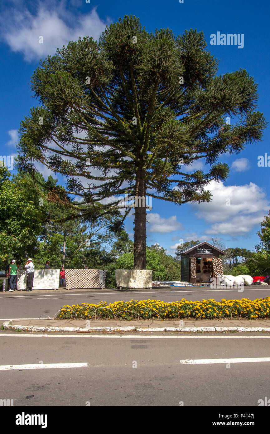 Pinheiro do parana pinheiro brasileiro araucaria parana hi-res stock ...