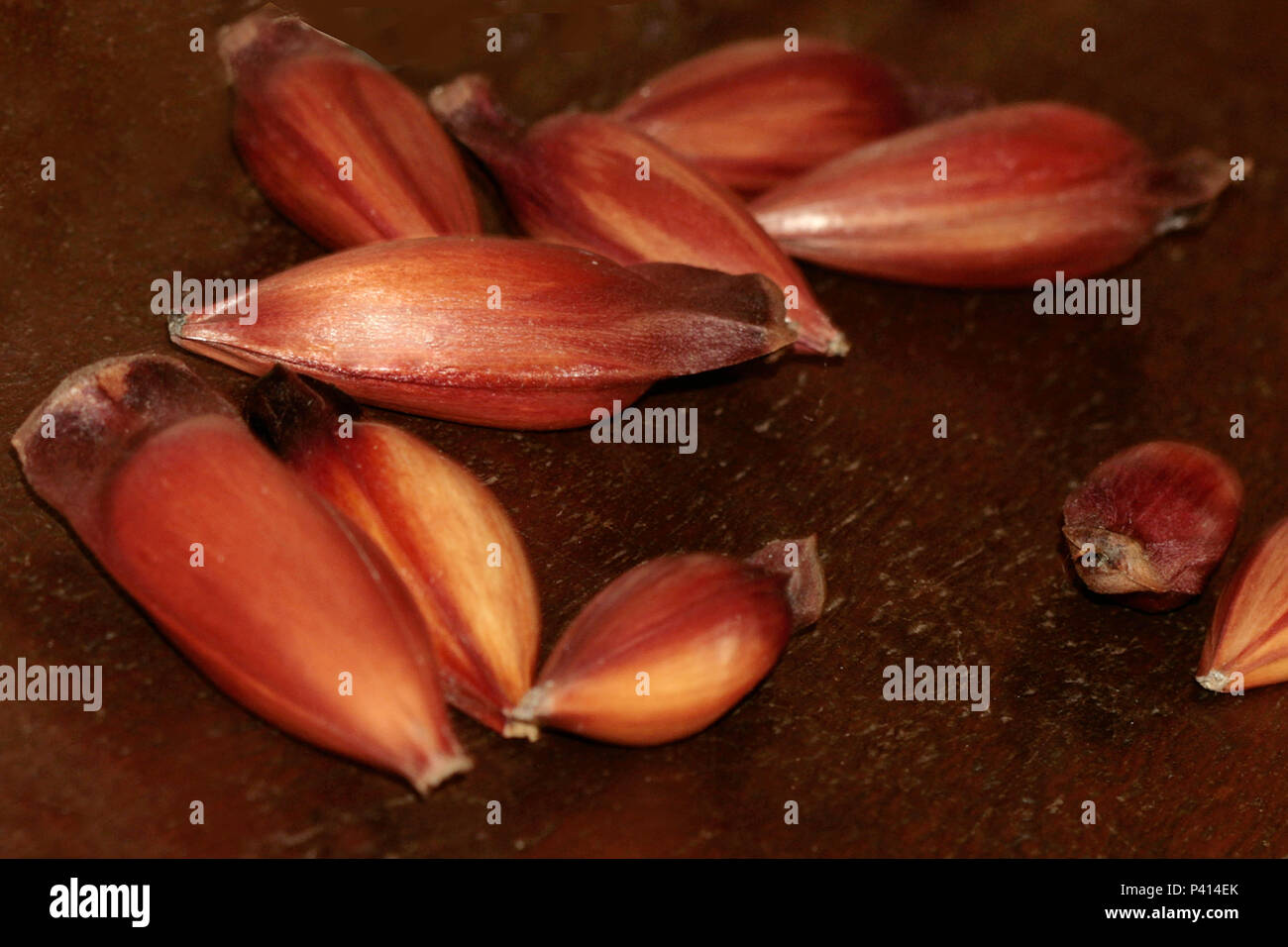 Pinheiro do parana pinheiro brasileiro araucaria parana hi-res stock ...