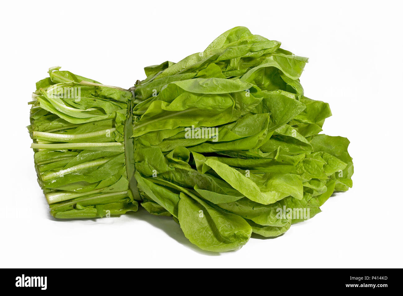 Almeirão Maço de Almeirão Verdura Folha Verde Hortaliça Salada ...