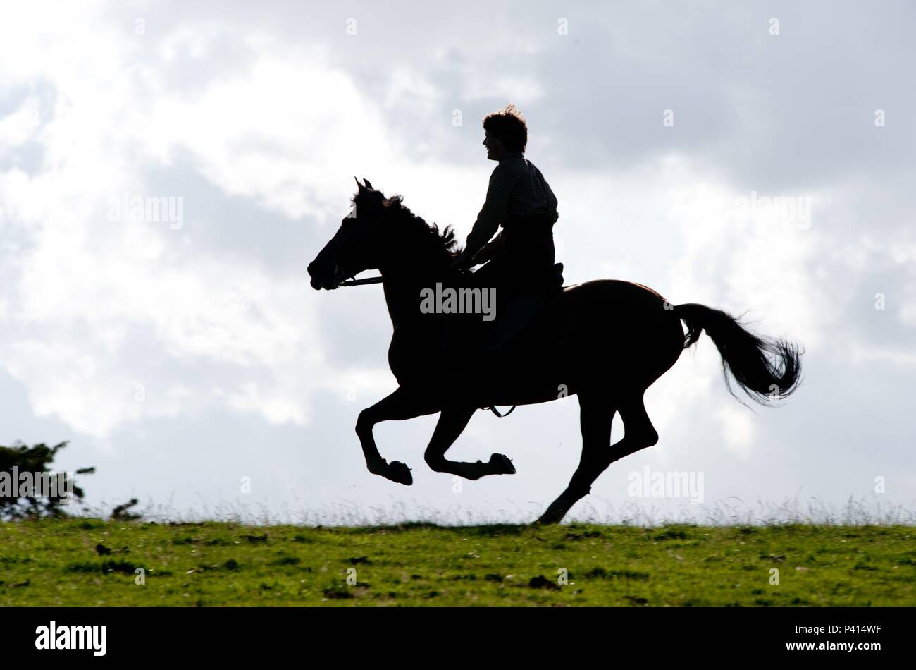 Original Film Title: WAR HORSE. English Title: WAR HORSE. Film Director ...
