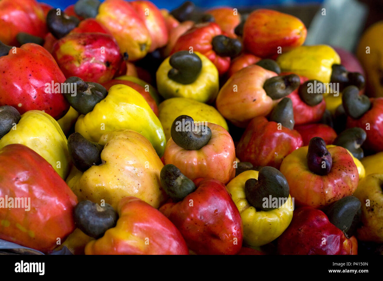 Varios cajus hi-res stock photography and images - Alamy