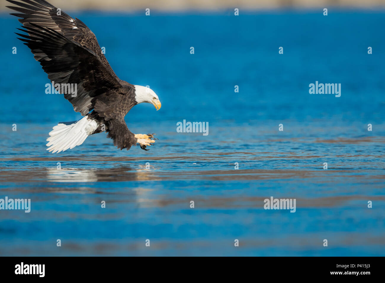 Adult Bald Eagle flying low with extended talons/legs and about to ...