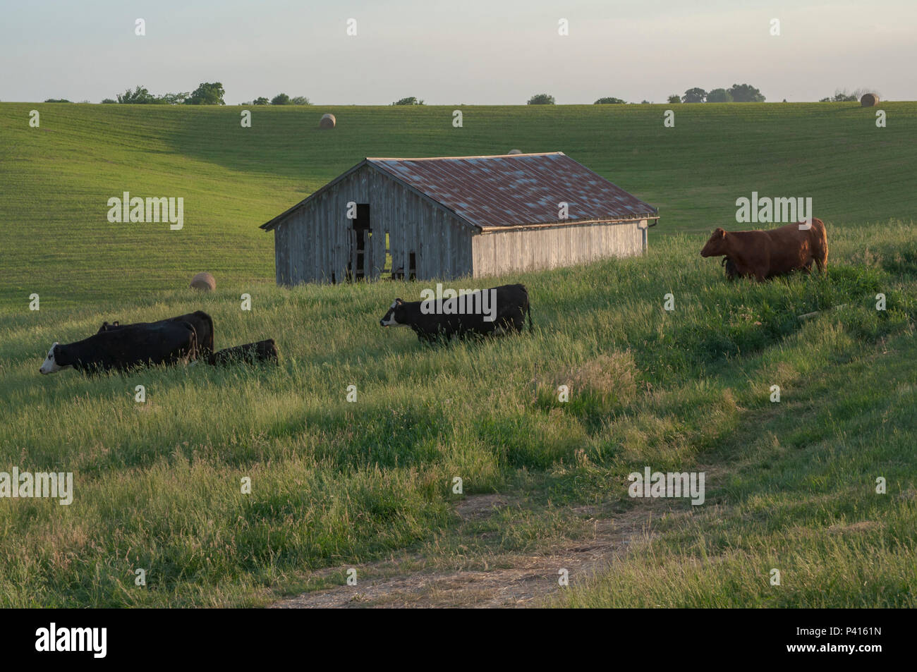 Prairie Farms And Ranches