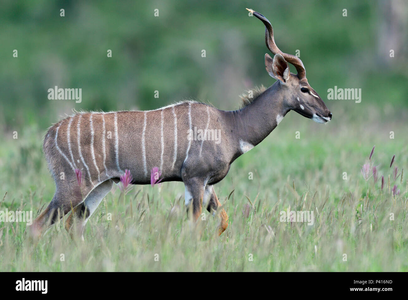 Lesser Kudu
