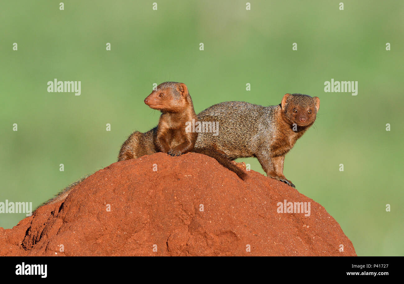 Dwarf Mongoose (Helogale parvula) pair on termite mound, Tsavo East ...
