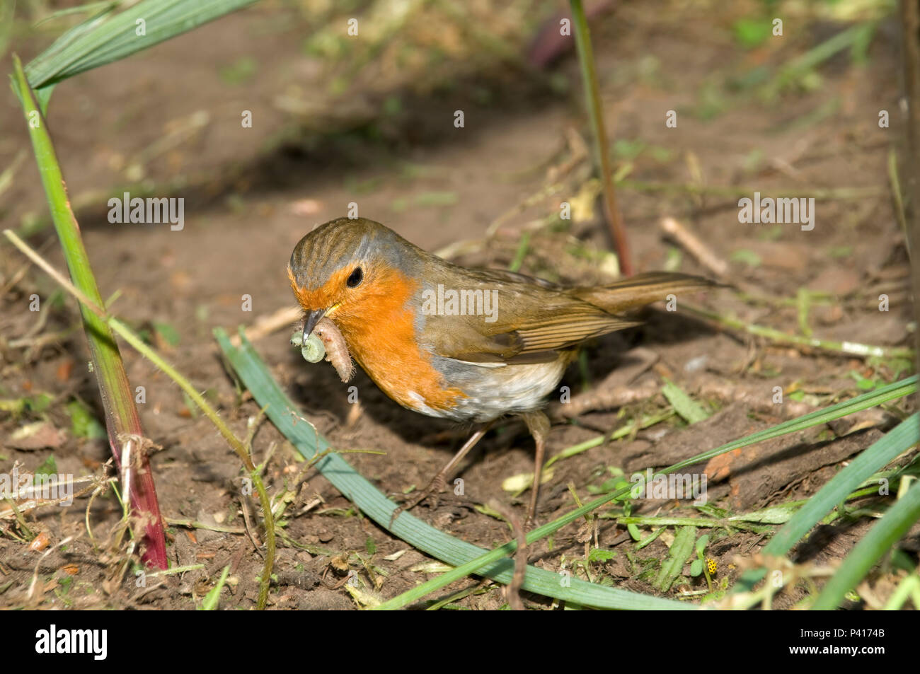 Robbie robin hi-res stock photography and images - Alamy