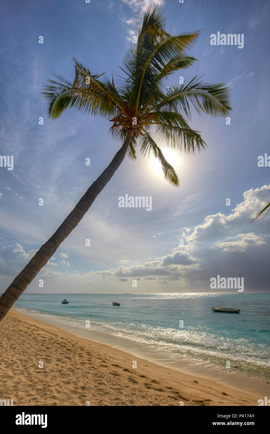 Palm tree on the beach in Le Morne Brabant, Mauritius Stock Photo - Alamy