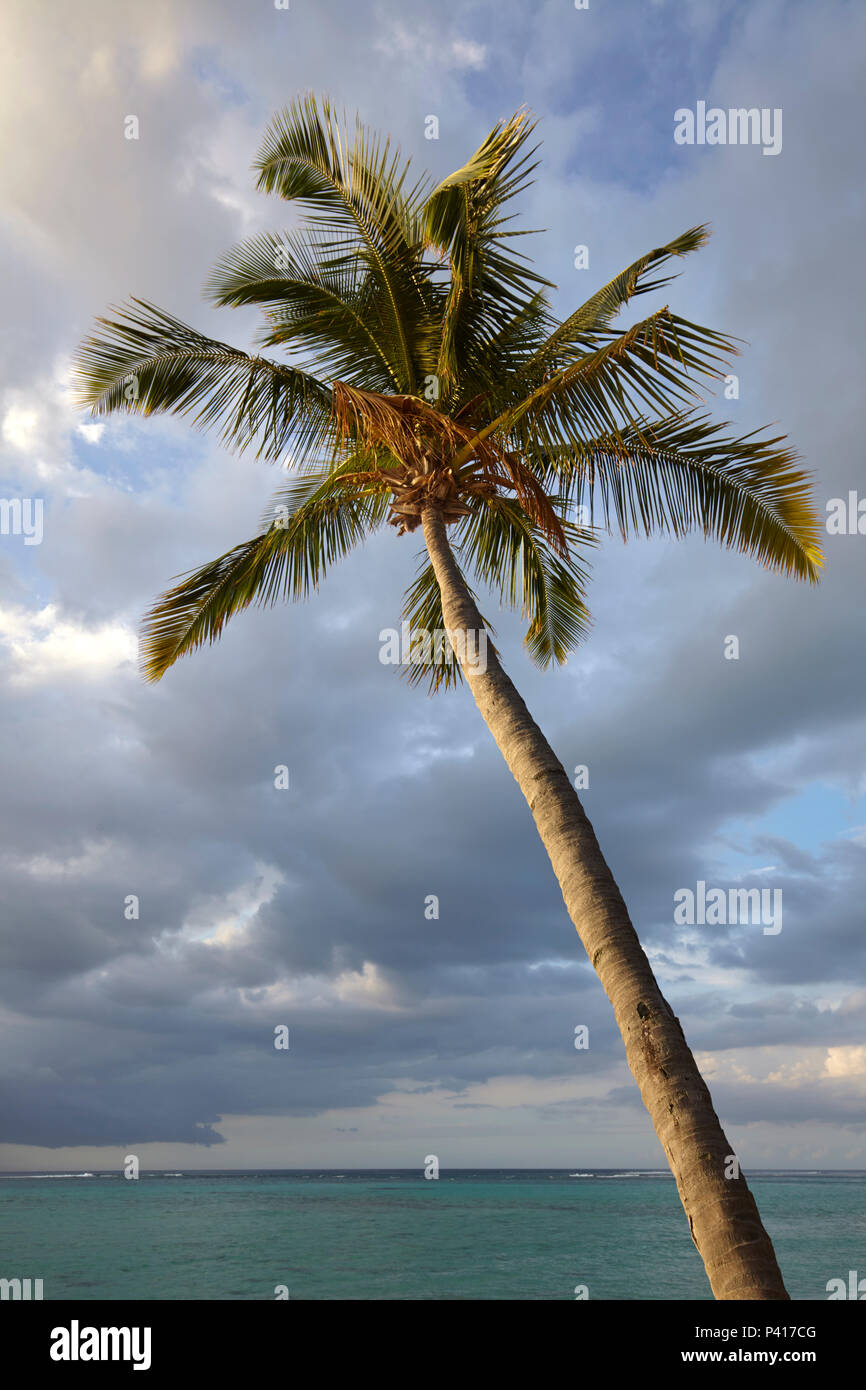 Palm tree on the beach in Le Morne Brabant, Mauritius Stock Photo - Alamy