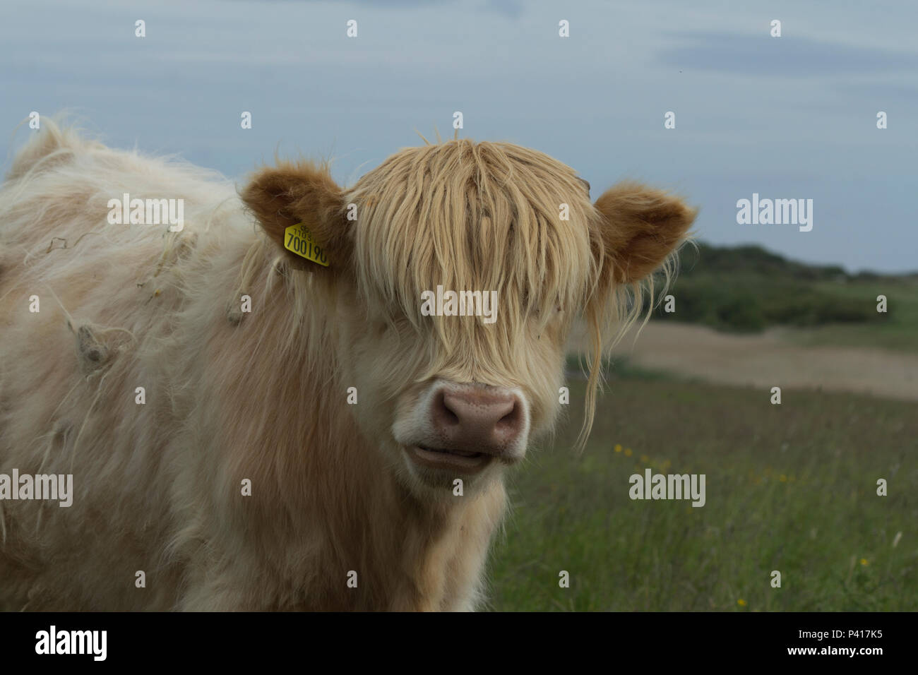 Highland cattle being used in conservation Stock Photo - Alamy