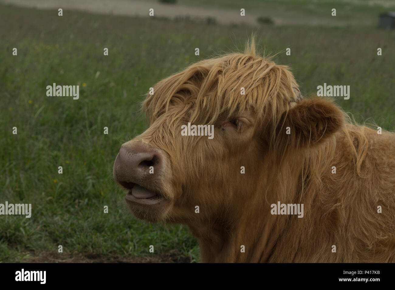 Highland cattle being used in conservation Stock Photo - Alamy