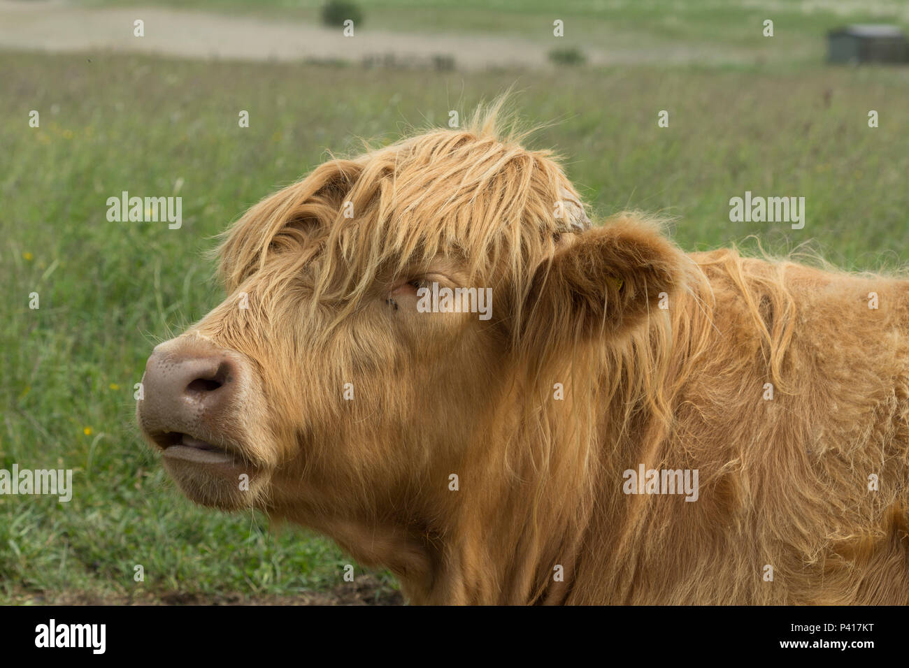 Highland cattle being used in conservation Stock Photo - Alamy
