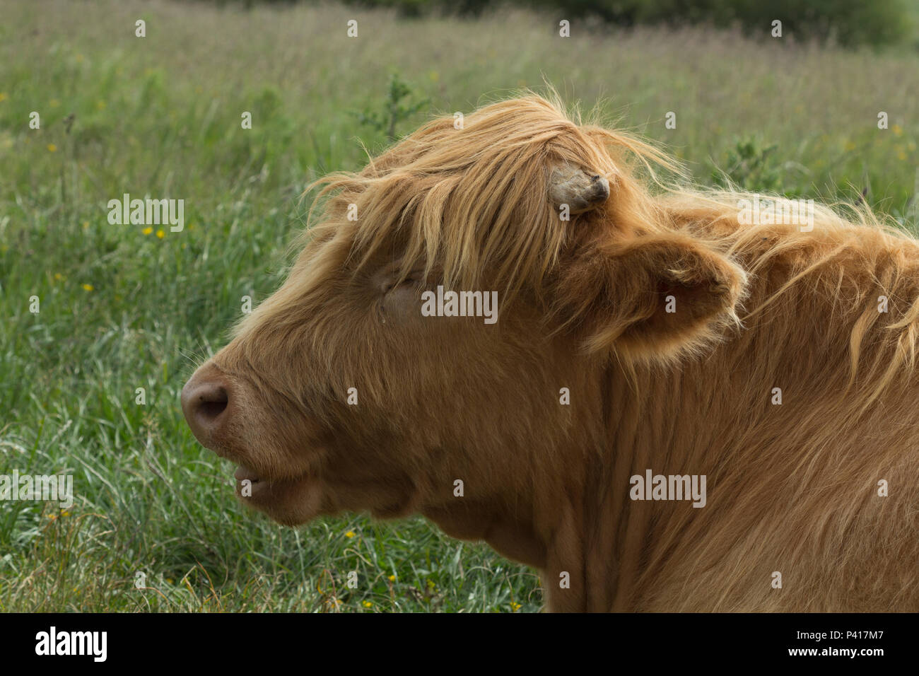 Highland cattle being used in conservation Stock Photo - Alamy