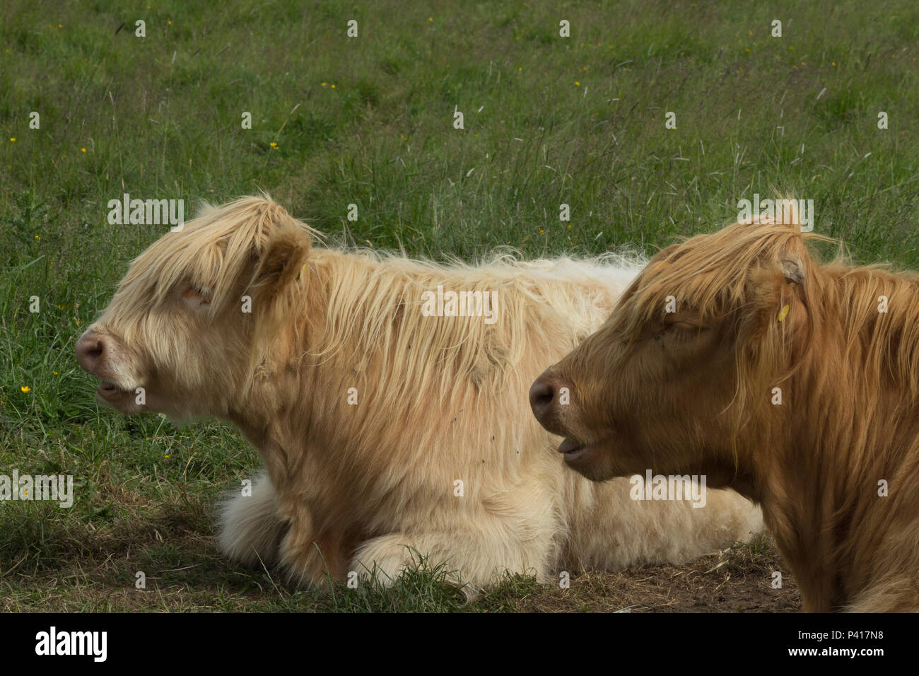 North highland cattle hi-res stock photography and images - Alamy