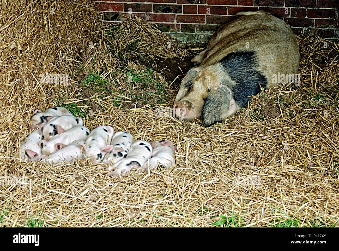 Gloucester Old Spot Piglets Stock Photo - Alamy