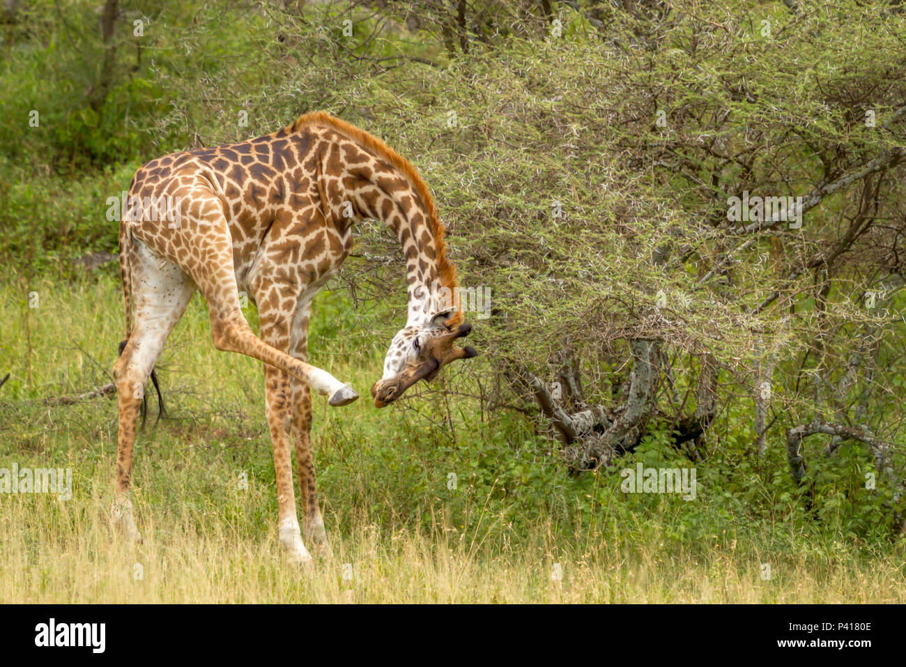 Giraffe calf hi-res stock photography and images - Alamy