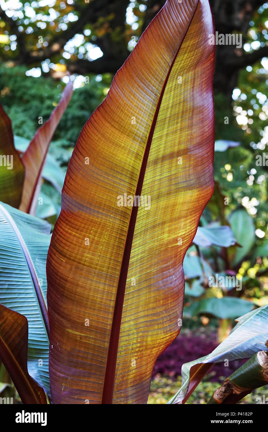 Closeup of big leaf (calathea ornata Stock Photo - Alamy