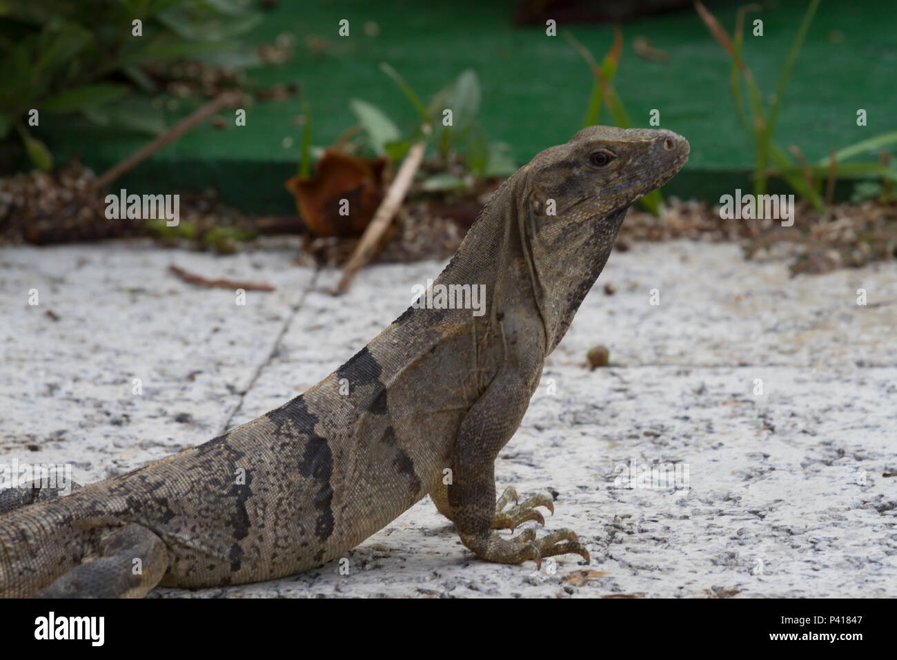 Black and green striped lizard hi-res stock photography and images - Alamy