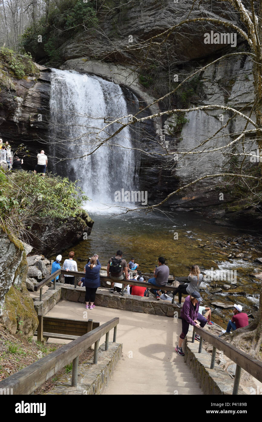 Are Dogs Allowed At Looking Glass Falls