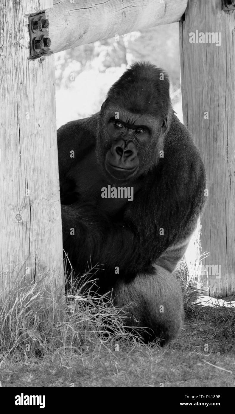 Gorilla Black and White Stock Photos & Images - Alamy