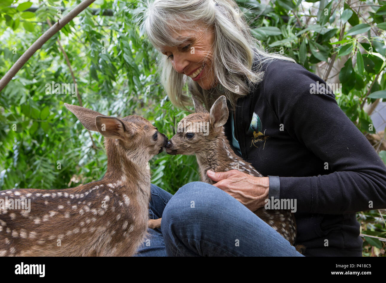 Mule deer smiling hi-res stock photography and images - Alamy