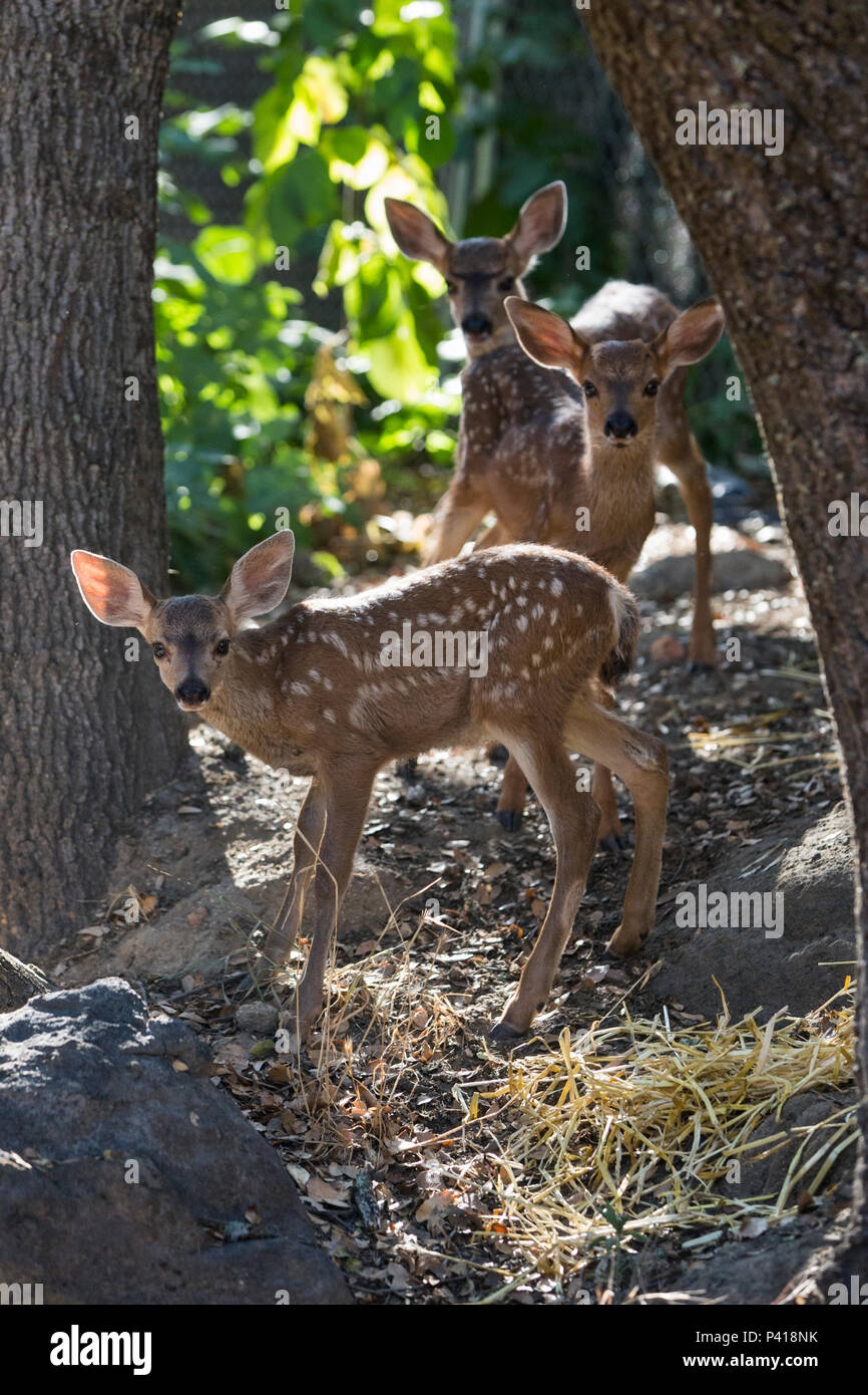 Mule Deer (Odocoileus hemionus) six week old orphaned fawns, Kindred ...