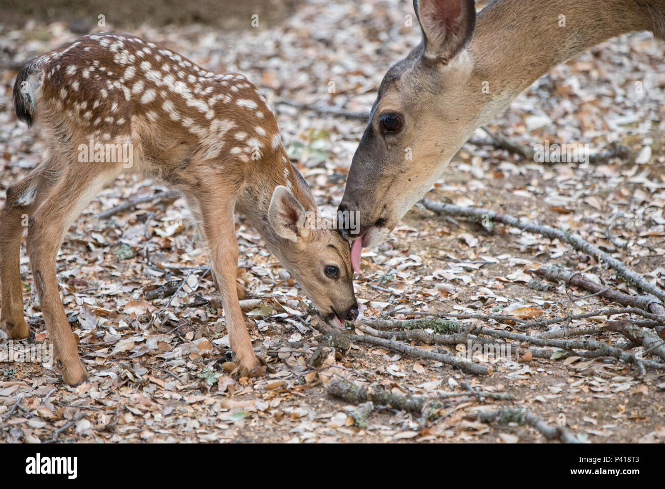 Mule Deer (Odocoileus hemionus) mother licking three day old fawn ...