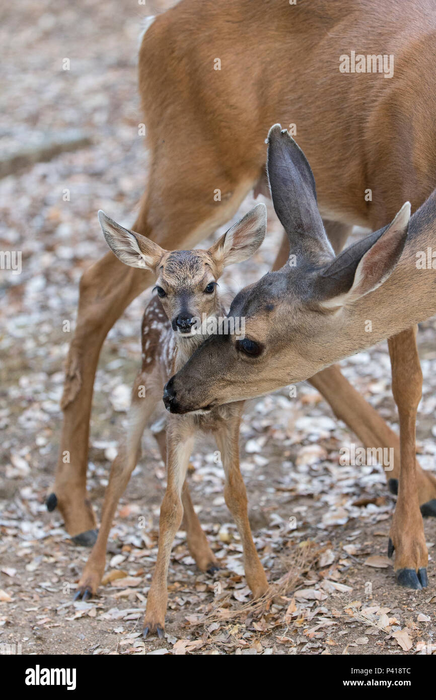 Mule Deer (Odocoileus hemionus) mother nuzzling three day old fawn ...