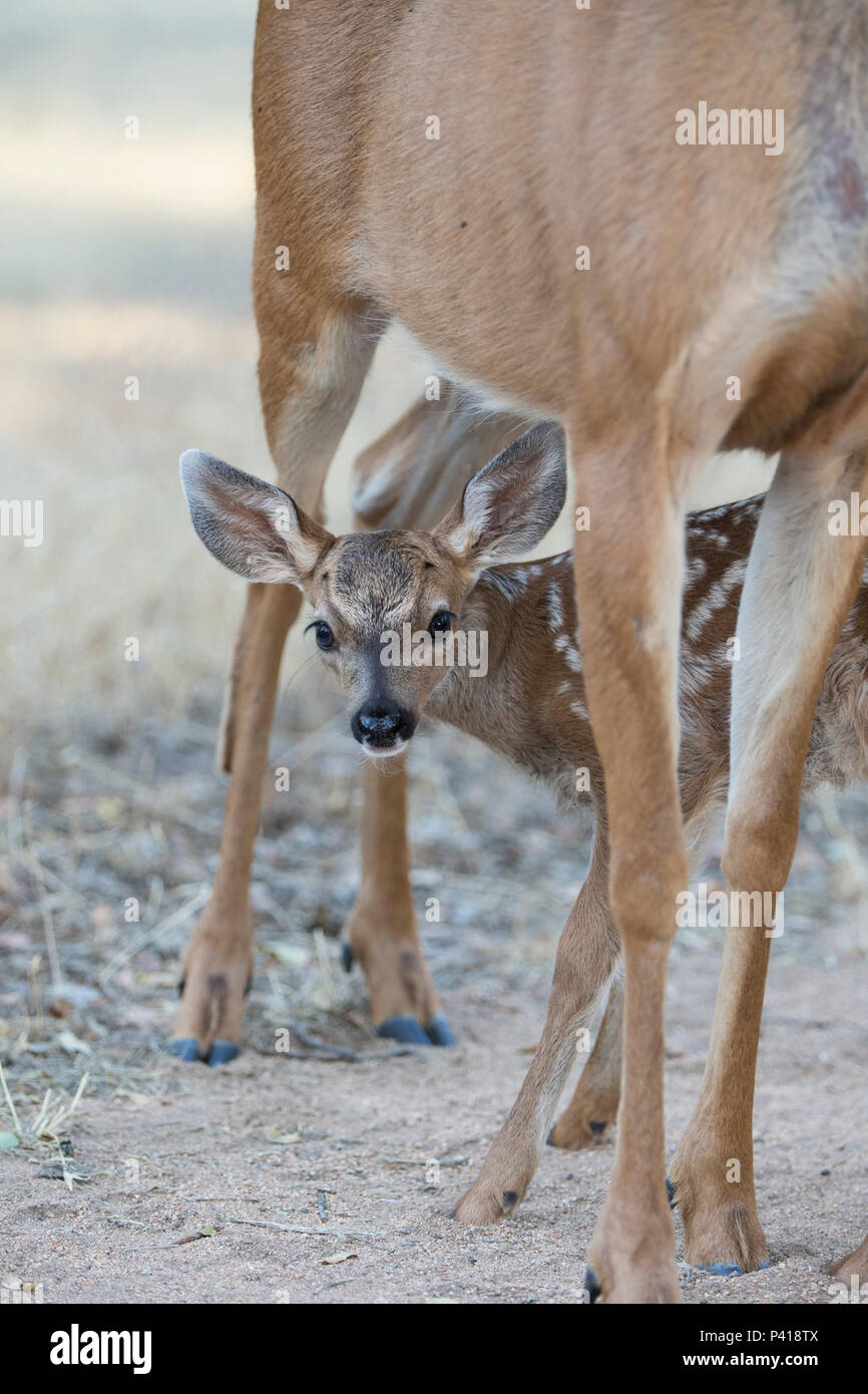 Mule Deer (Odocoileus hemionus) ten day old fawn and mother, Loomis ...