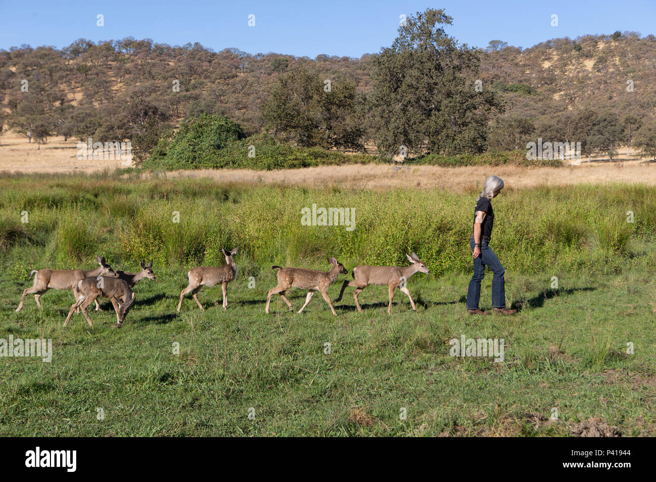 Mule Deer (Odocoileus hemionus) conservationist, Diane Nicholas ...