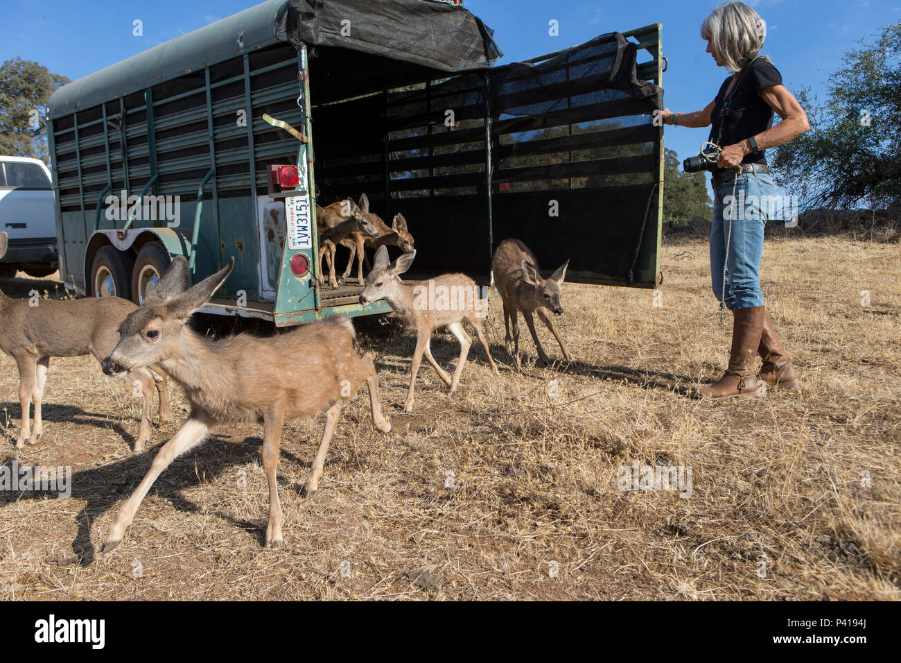 Mule Deer (Odocoileus hemionus) conservationist, Diane Nicholas ...