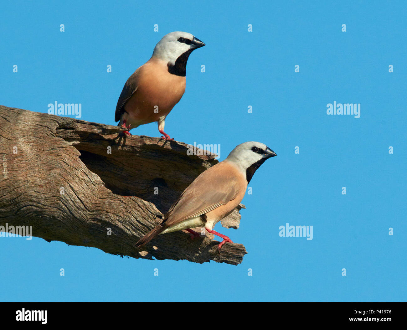Black-throated Finch (Poephila cincta) pair at nest cavity, Flat Creek ...