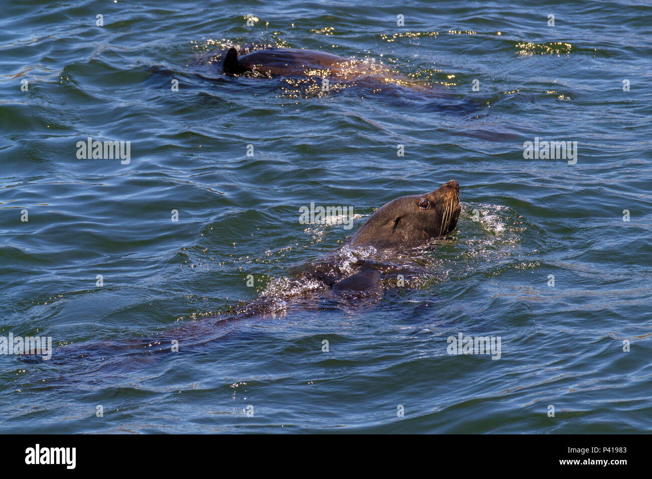 Isla de Lobos - Punta del Este Isla de Lobos Juan Díaz de Solís Punta ...