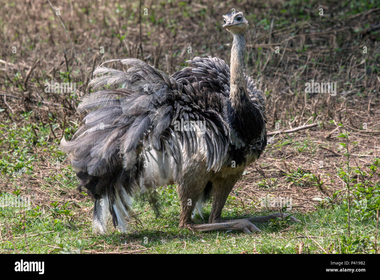 Rhea sp hi-res stock photography and images - Alamy