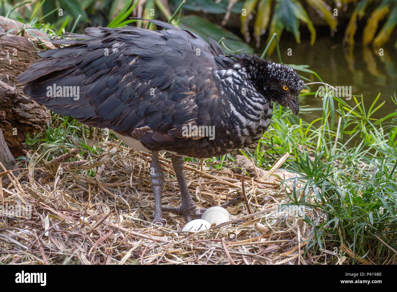 Anhuma; ave; Fauna; Natureza; Ninho de Anhuma; Ninho com ovos de Anhuma ...