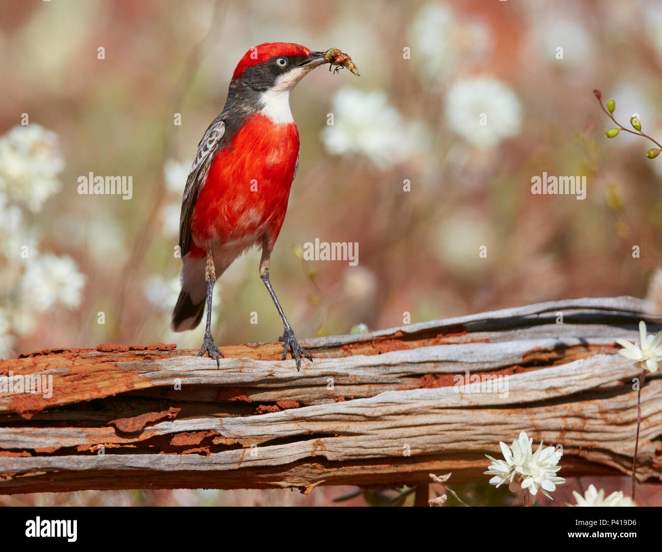 Crimson Chat (Epthianura tricolor) male with insect prey, Cue, Western ...