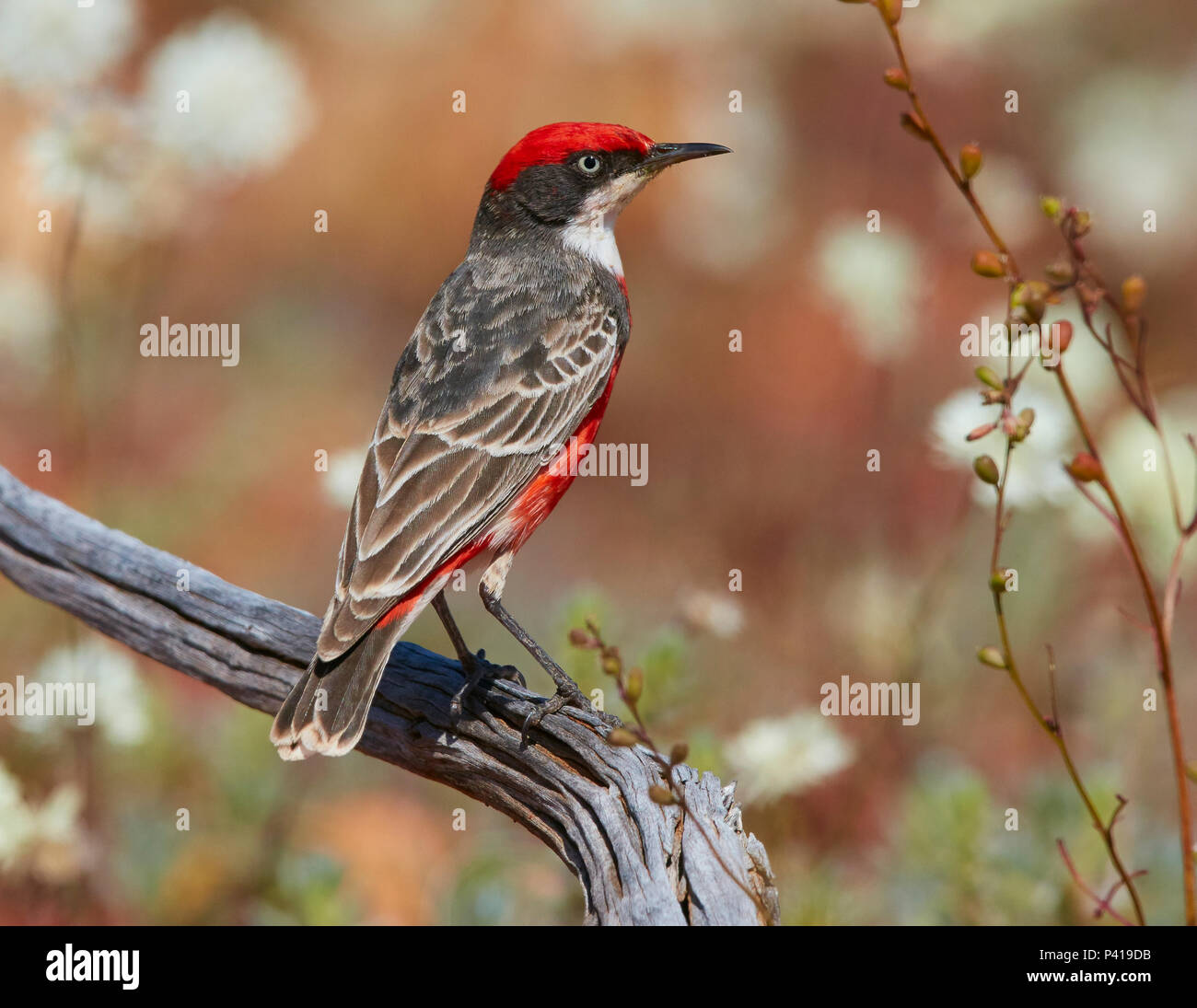 Epthianura tricolor hi-res stock photography and images - Alamy
